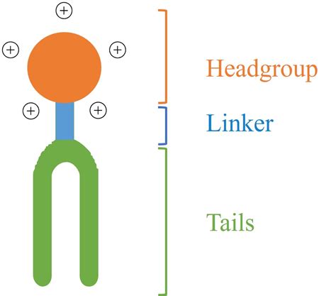Cationic Lipids Customization Cd Formulation