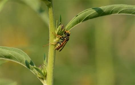 How To Remove Wasps Without Killing Them Pestwhisperer Com