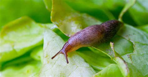 Як позбутися слимаків у саду що робити коли зʼявилися слимаки в саду що відлякує слимаків та