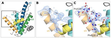Crystal Structure Of Jdbd With An Ordered Loop A New Crystal Download Scientific Diagram