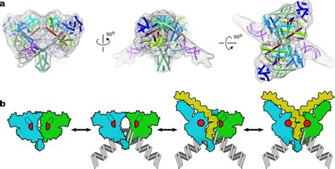 Structure Of Non Activated Apo Like State With Bound Dna And Proposed