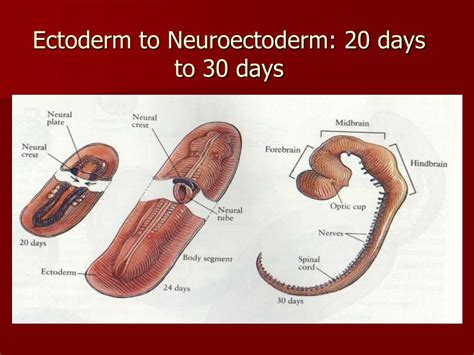 Ppt Development Of The Central Nervous System Key Stages And Structures Powerpoint