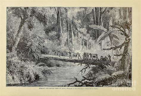 Forest And River View In Java N Drawing By Historic Illustrations Pixels