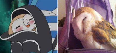 Rowlet Rowlet Pokedex Pokémon Other Pokemon Characters