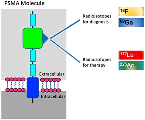 Theranostics Nuclear Medicine In Prostate Cancer