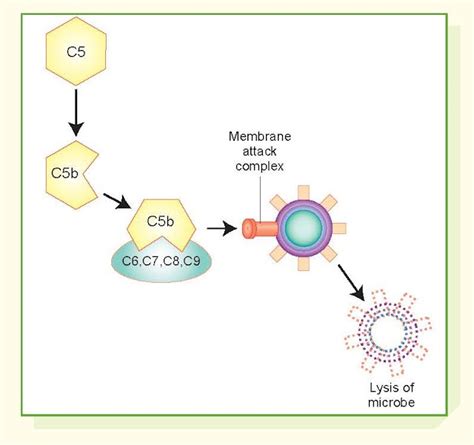 The Complement System Pediagenosis