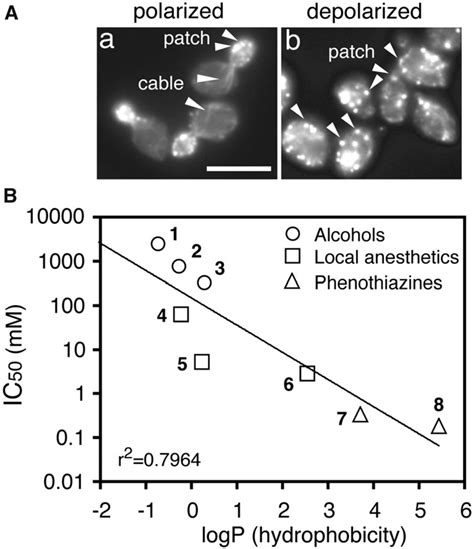 The Drug Potencies In Yeast Obey The Meyer Overton Correlation A Download Scientific Diagram