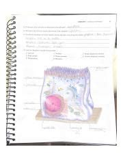 Cell Structure And Function Study Guide Course Hero