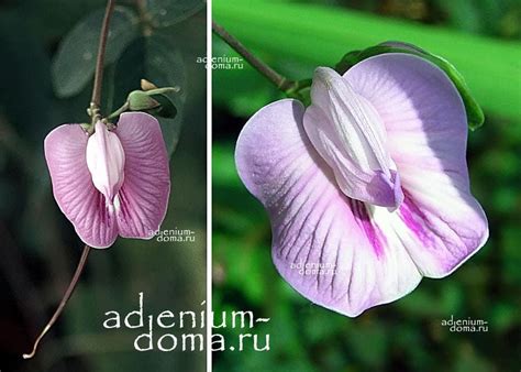 Clitoria MACROPHYLLA (Клитория): купить 2 семени c доставкой почтой 🌸 ...
