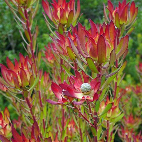Leucadendron Love Australian Native Flowers Evergreen Plants Winter