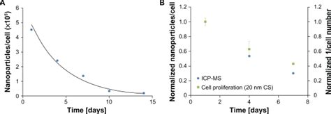 A Nanoparticle Uptake And Retention Over A Two Week Period Were Download Scientific Diagram