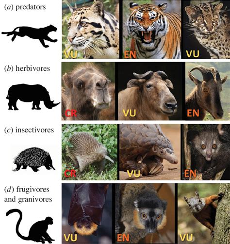 Types Of Mammals