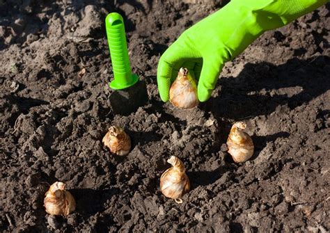 Нарциссы: посадка и уход, когда выкапывать после цветения, фото
