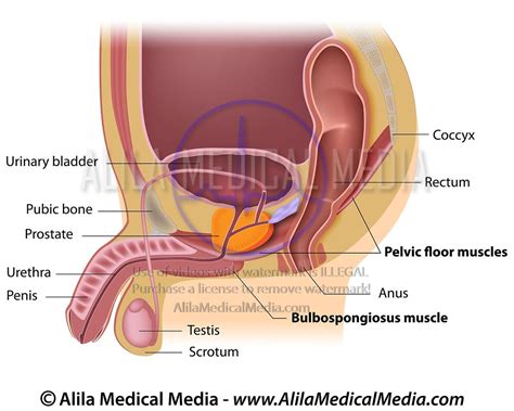 Alila Medical Media Male Pelvic Floor Muscles Labeled Medical Illustration