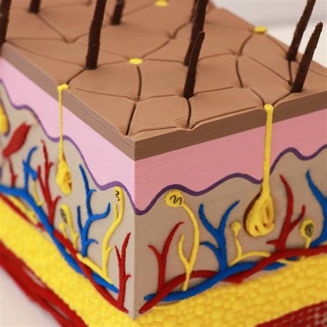 🧪 Integumentary System Skin Model ・free 3d File For ・cults