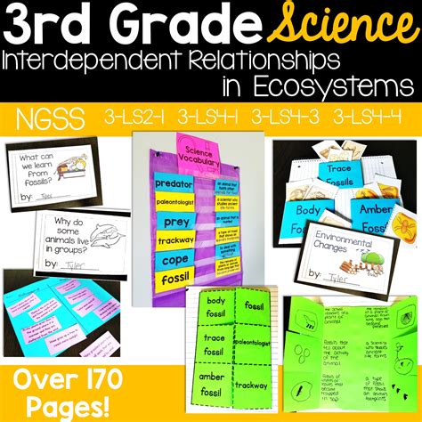 3rd Grade Interdependent Relationships Ecosystems Worksheets And Activities {ngss 3 Ls2 1 3 Ls4