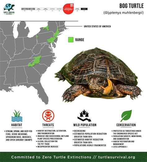 Bog Turtle Turtle Survival Alliance