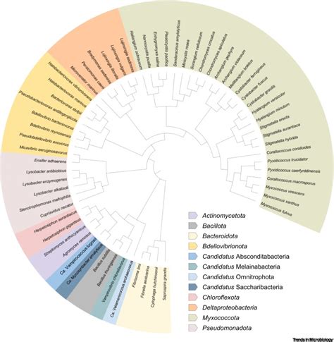 Exploiting Predatory Bacteria As Biocontrol Agents Across Ecosystems Trends In Microbiology