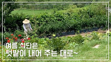여름 식단은 텃밭이 내어 주는 대로~ Youtube
