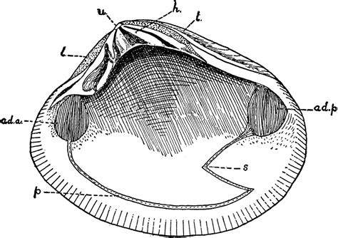 Bivalve Mollusk Clipart Etc