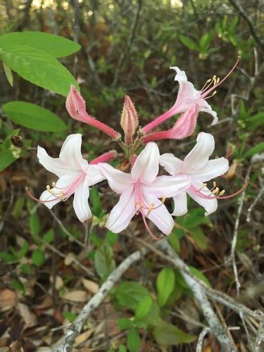 Dwarf Azalea Native Plants Hub