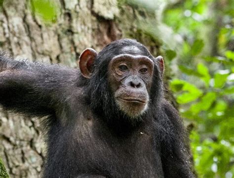 Chimpanzee Ape