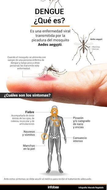 Dengue En Qué Momento Debo Ir A La Guardia Y Cuáles Son Las Tres Fases