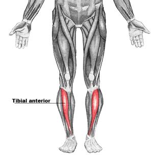 Tibialis Anterior Physiopedia