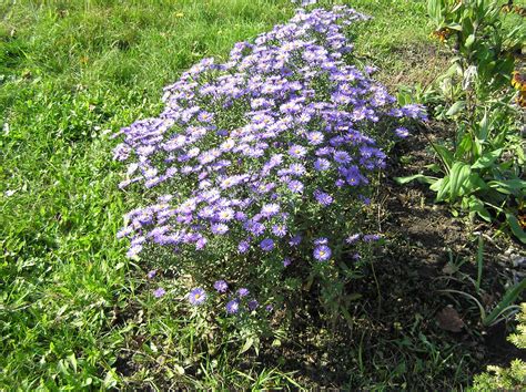 Symphyotrichum Novi Belgii L Glnesom Plants Of The World Online