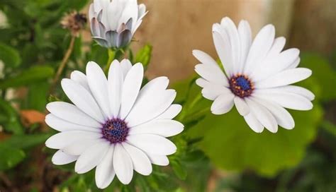 معرفی گل آفتابگردان ارغوانی دایان