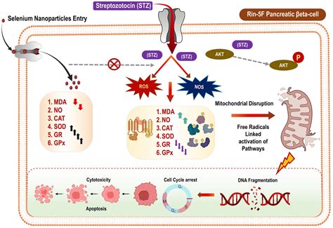 Plant Derived Selenium Nanoparticles Investigating Unique Morphologies