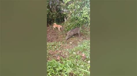Jerat Babi Hutan Di Malaysia Youtube