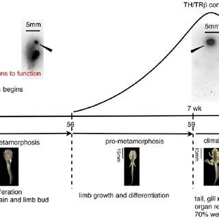 The Negative Feedback Loop Between The Thyroid Gland And The Anterior Download Scientific