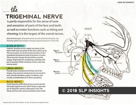 Cranial Nerves Trigeminal Nerve