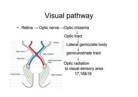 Schematic Diagram Of Visual Pathway Schematic Diagram Showi