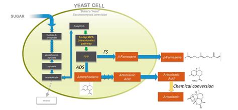 Farnesene All About Drugs
