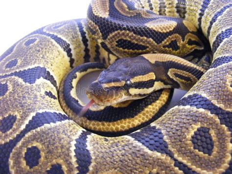 Wild Type Royal Python Hatchling In Foliage Stock Image Image Of