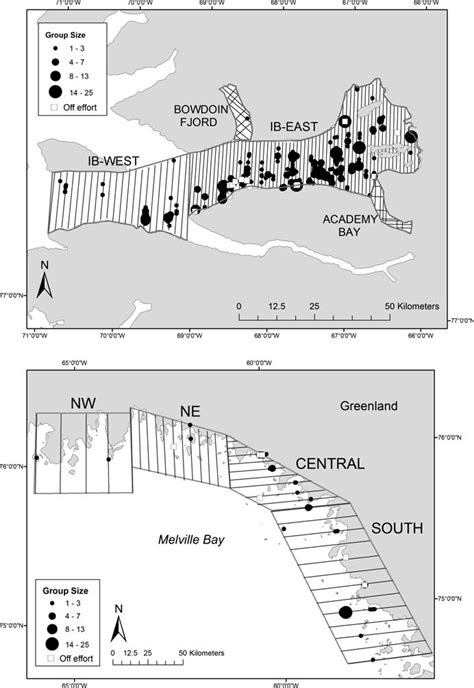 Strata Transect Lines And Sightings Of Narwhals Including Download Scientific Diagram