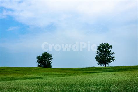 초원 나무 풀 하늘 구름 사진 이미지 일러스트 캘리그라피 원프로작가