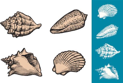 Royalty Free Bivalve Clip Art Vector Images And Illustrations Istock