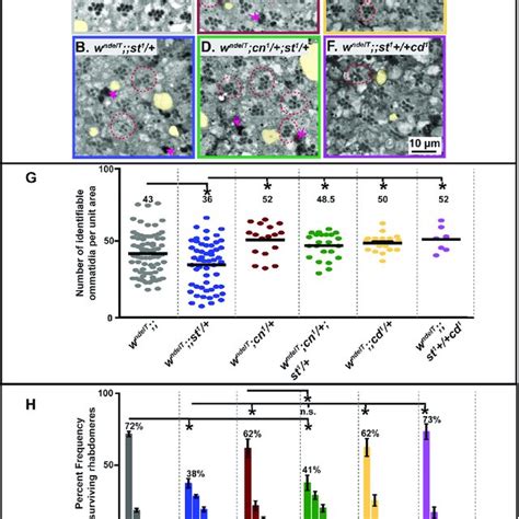 Perturbation Of The Kynurenine Pathway Affects The Amount Of