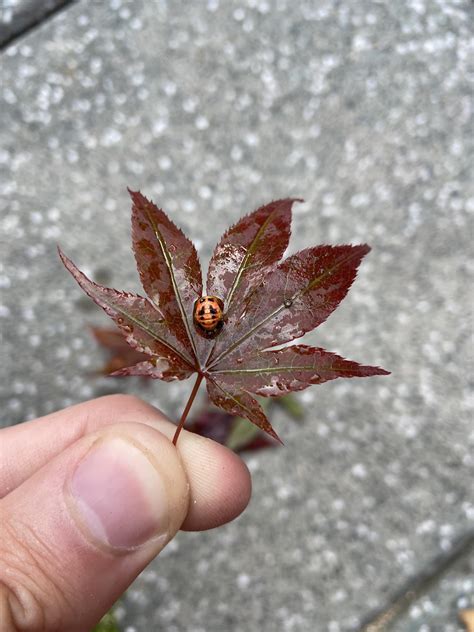 Help Me Find This Bug Czech Republic Rwhatsthisbug