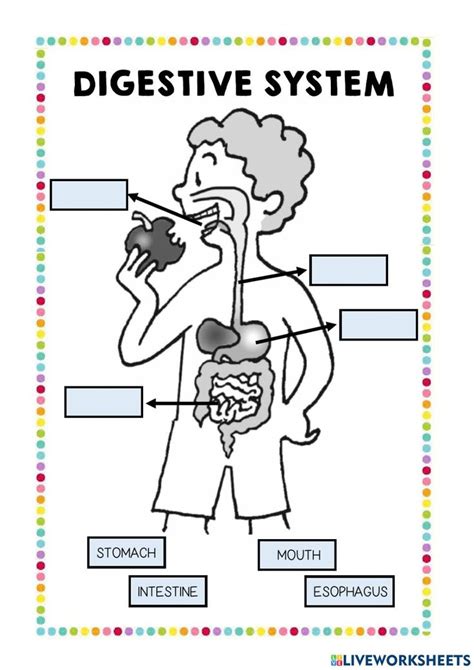 Digestive System Interactive Activity For Digestive System Digestive System Worksheet