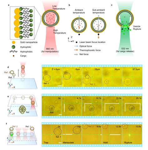 3d Manipulation Of Plasmonic Vesicles Using Hotts A Schematic Of A