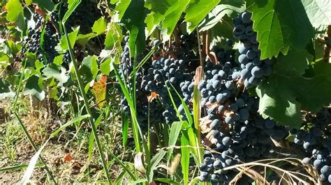 Georgian Wine Winery Gww ქართული ღვინის მარანი