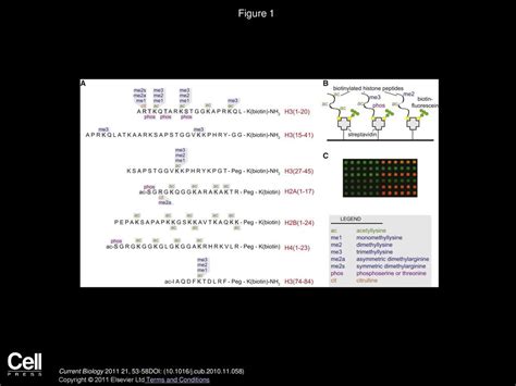 Volume 21 Issue 1 Pages January 2011 Ppt Download