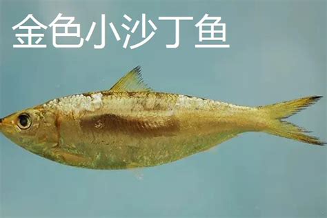 沙丁鱼会聚在一起吗，沙丁鱼经常会聚在一起 三农富