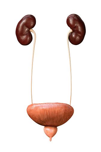 신장과 방광 신장 아이콘 인간 장기 의학 치료 플랫 디자인 3d 렌더 건강관리와 의술에 대한 스톡 사진 및 기타 이미지 건강관리와 의술 과학 교육 Istock