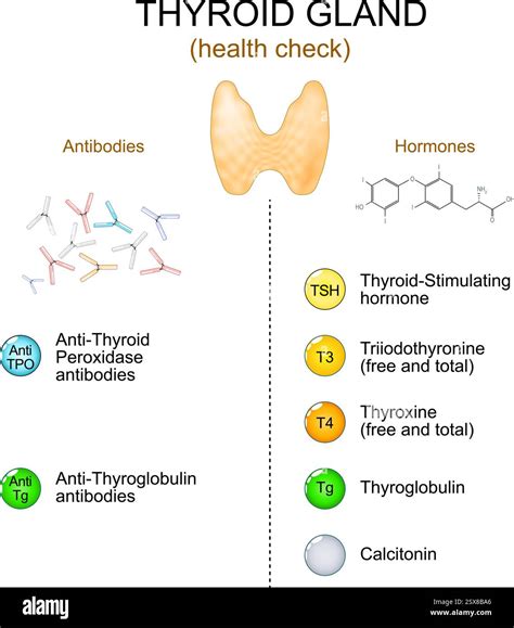 Thyroid Gland Function Test Check Up Of Thyroid Blood Test Of Antibodies And Hormones For