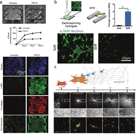 Fibrous Biomaterials To Investigate Fibrosis A Lung Fibrosis Models Download Scientific